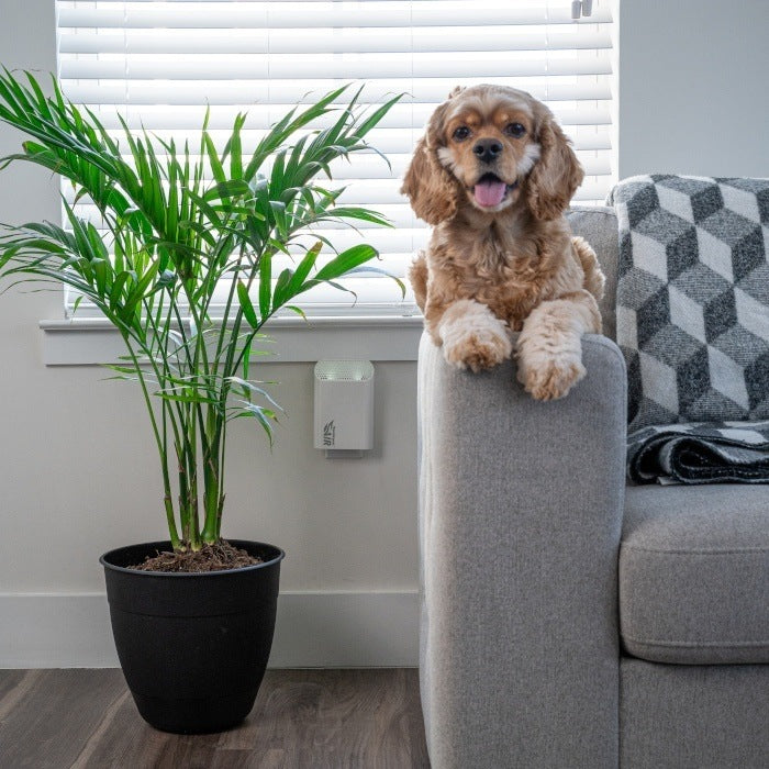 Mold Guard – Hypo Air