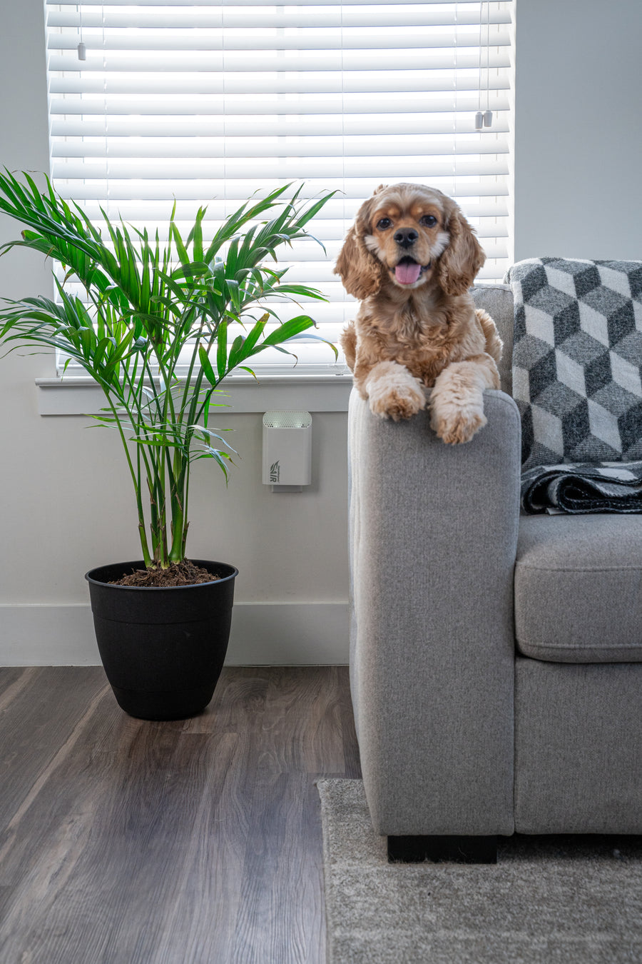 Hypoallergenic Air – Hypo Air